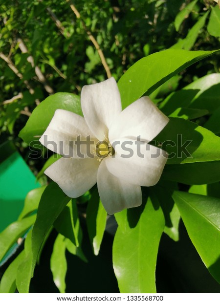 Plain Beautiful Stock Photo 1335568700 | Shutterstock