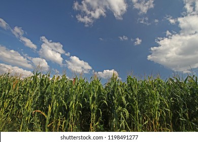 Corn Maize Crops Bending During Strong Stock Photo 1177075504 ...