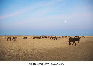 Plain Landscape Donkeys Stock Photo 596646629 | Shutterstock