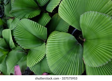 Plam Leaf Stock Photo (Edit Now) 337575953