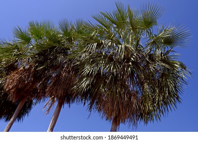Plam Tree Vocation Background Stock Photo 1869449491 | Shutterstock