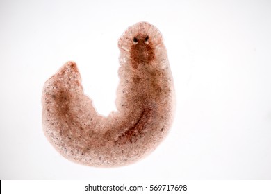 175 Flame Under A Microscope Images, Stock Photos & Vectors | Shutterstock