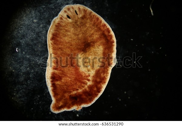 Planarian Parasite Flatworm Under Microscope View Stock Photo 636531290 ...