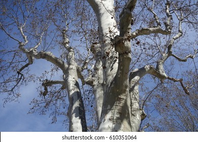 Plane Tree Stock Photo 610351064 | Shutterstock