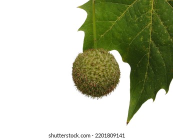 2,255 Sycamore tree seed Images, Stock Photos & Vectors | Shutterstock