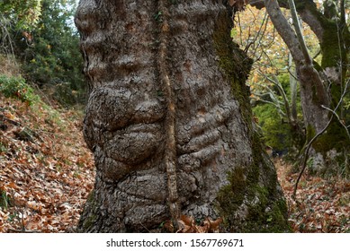 Plane Tree Trunk Forest Stock Photo 1567769671 | Shutterstock