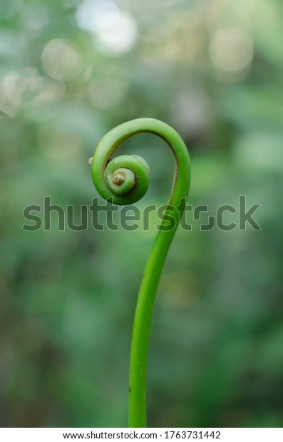 Plant Question Mark Shape Stock Photo 1763731442 | Shutterstock