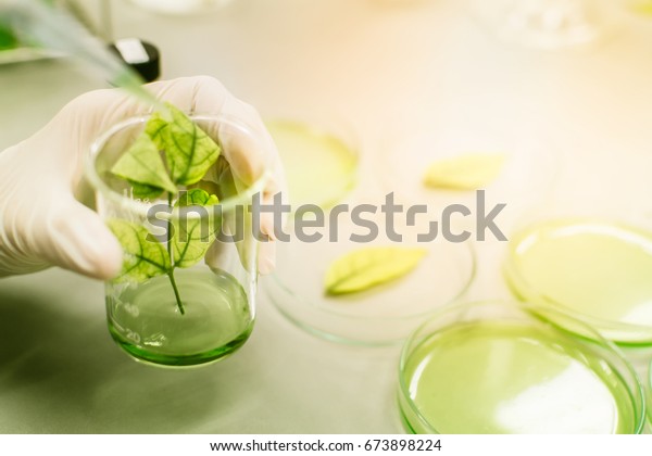 Plant Sciences Lab Stock Photo 673898224 | Shutterstock