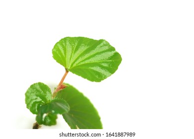 308 Begonia stem isolated Stock Photos, Images & Photography | Shutterstock