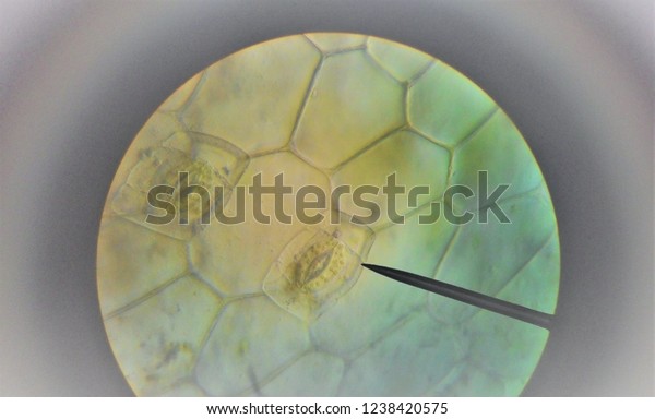 Plant Stomata Microscope View Stock Photo 1238420575 | Shutterstock