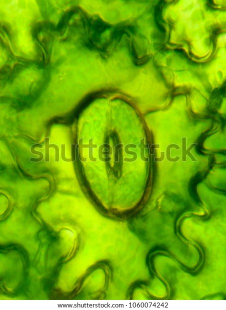 Plant Tissue Under Microscope Stock Photo (Edit Now) 1060074242