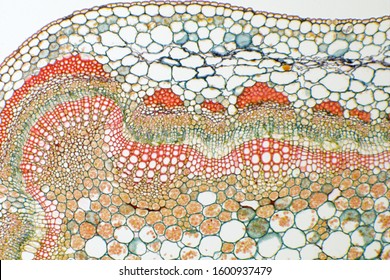 1,821 Vascular Bundle Images, Stock Photos & Vectors | Shutterstock