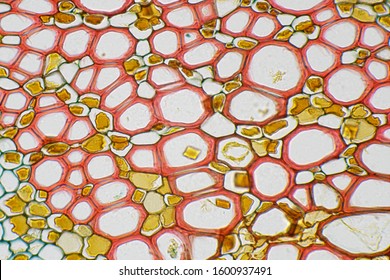 Plant Vascular Bundle Under Microscope Stock Photo 1600937491 ...