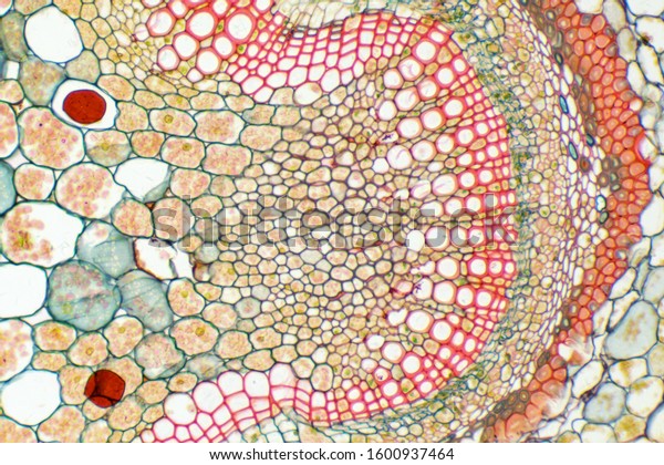Plant Vascular Bundle Under Microscope Stock Photo 1600937464 | Shutterstock