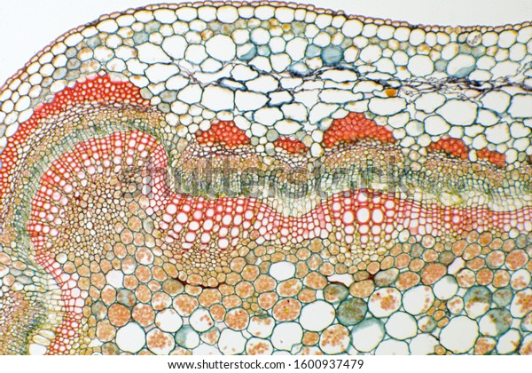 Plant Vascular Bundle Under Microscope Stock Photo (Edit Now) 1600937479