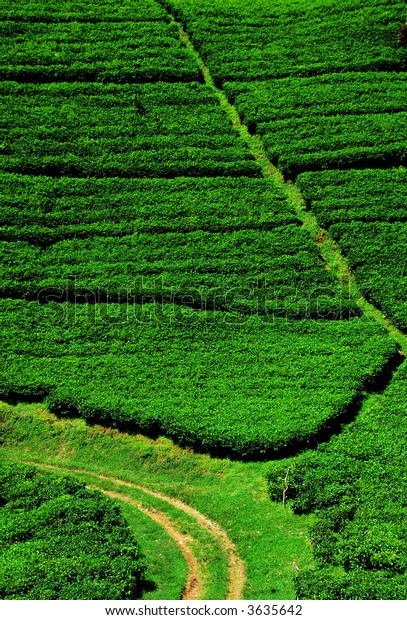 Plantation Texture Stock Photo (Edit Now) 3635642