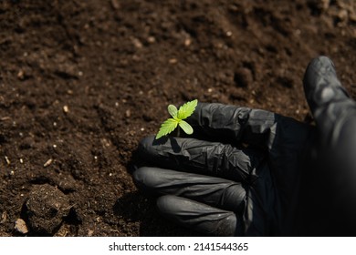 5,131 Ground cannabis Images, Stock Photos & Vectors | Shutterstock
