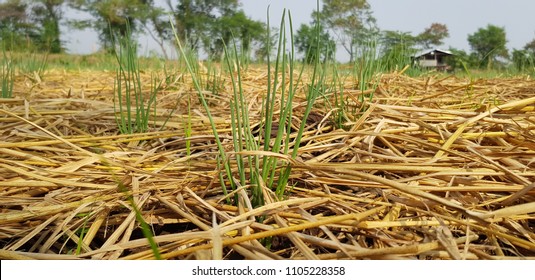 Planting Spring Onion Plot Stock Photo 1105228358 | Shutterstock
