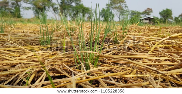 Planting Spring Onion Plot Stock Photo 1105228358 | Shutterstock