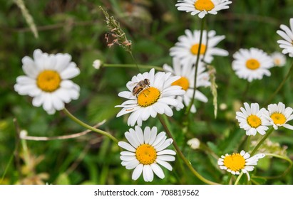 110 imágenes de Basque flower isolated - Imágenes, fotos y vectores de ...