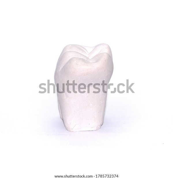 Plaster Model Mandibular Second Molar Tooth Foto Stok 1785732374 ...