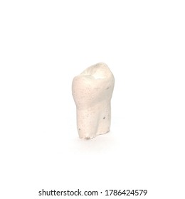 Plaster Model Maxillary First Premolar Tooth Stock Photo 1786424579 ...