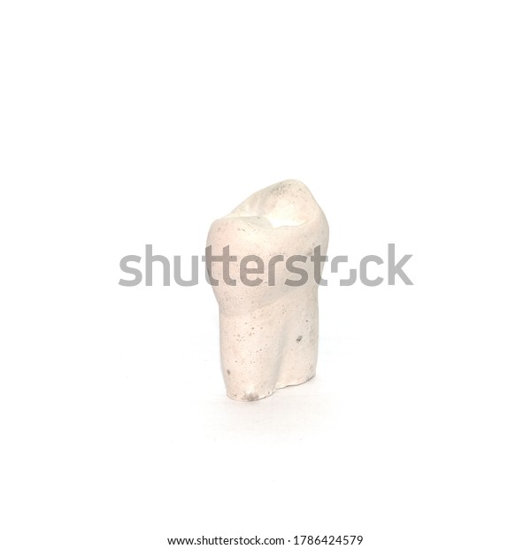 Plaster Model Maxillary First Premolar Tooth Stock Photo 1786424579 ...