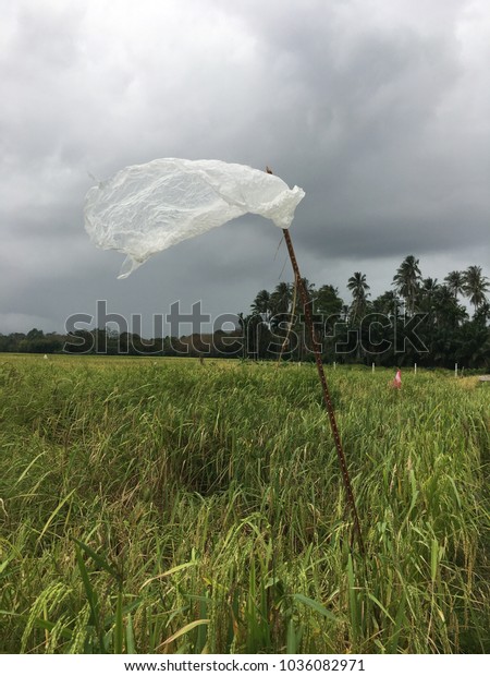 Plastic Bag Blowing Wind Instead Scarecrow Stock Photo 1036082971 ...