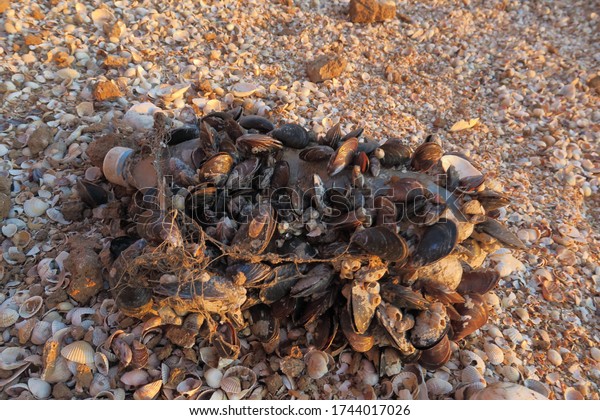 Plastic Bottle Covered Shellfish Shells Stock Photo 1744017026 ...