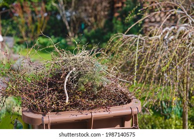 Plastic Container Clipped Branches Spring Garden Stock Photo 1987140575 ...