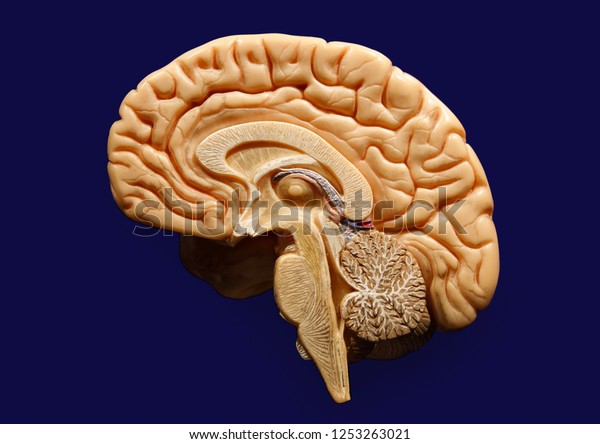 Plastic Model Human Brain Isolated On Stock Photo 1253263021 | Shutterstock