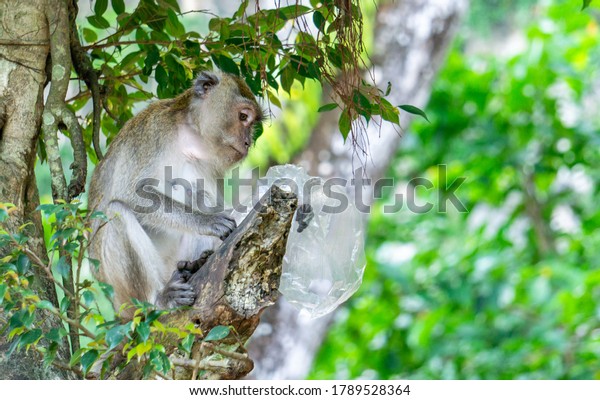 Plastic Pollution Jungle Environmental Problem Monkey Stock Photo ...