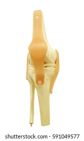 Plastic Study Model Knee Joint Isolated Stock Photo (Edit Now) 591049577