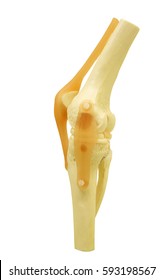 Plastic Study Model Knee Joint Isolated Stock Photo (Edit Now) 591049577