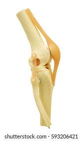 Plastic Study Model Knee Joint Isolated Stock Photo 593206421 ...