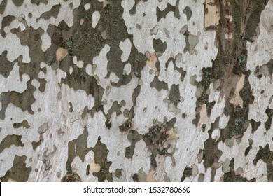 Platan Tree Texture Plane Tree Surface Stock Photo 1532780660 ...
