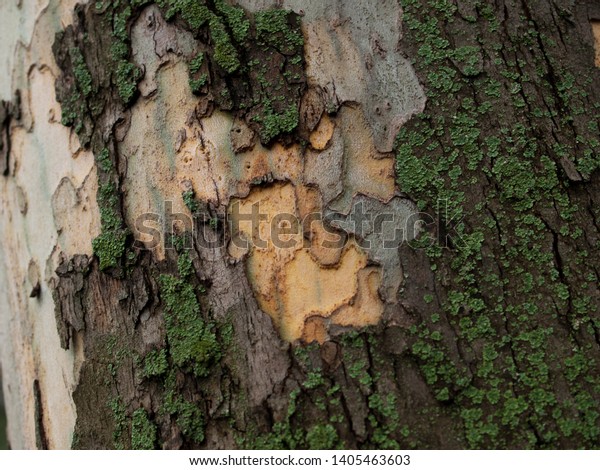 Platanus Platan Texture Plane Tree Wood Stock Photo 1405463603 ...