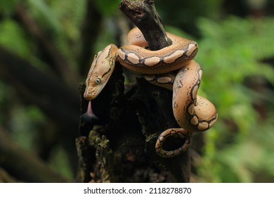 3,128 Reticulated python Images, Stock Photos & Vectors | Shutterstock
