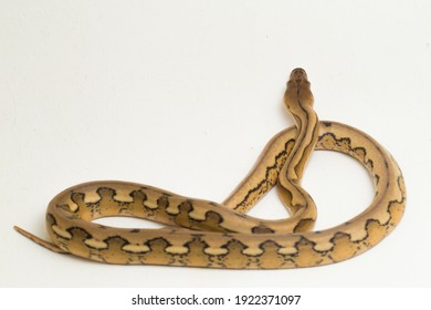 Platinum Tiger Reticulated Python Snake Stock Photo 1922371097 ...