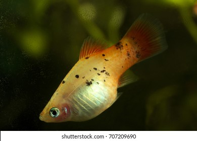 10 Moon platy Images, Stock Photos & Vectors | Shutterstock