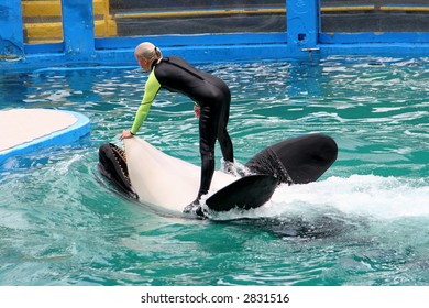2,462 Orca show Images, Stock Photos & Vectors | Shutterstock