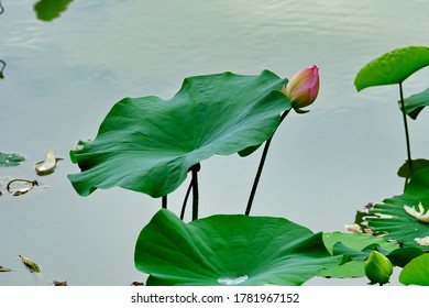 Please Do Not Push Hard Stock Photo 1781967152 | Shutterstock