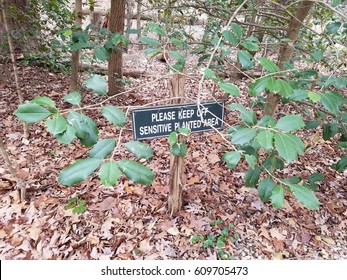 203 imágenes de Sensitive planted area - Imágenes, fotos y vectores de ...