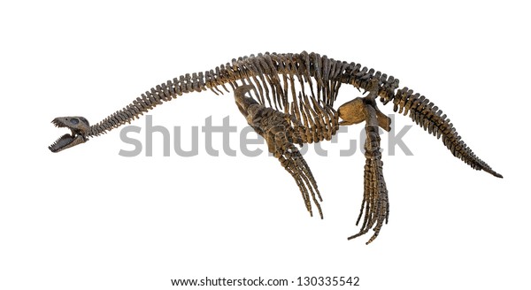 Plesiosaurus Skeleton Isolated Stock Photo (Edit Now) 130335542