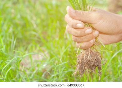 Backyare Images, Stock Photos & Vectors | Shutterstock