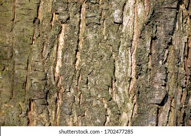55 Ornamental plum tree bark Images, Stock Photos & Vectors | Shutterstock