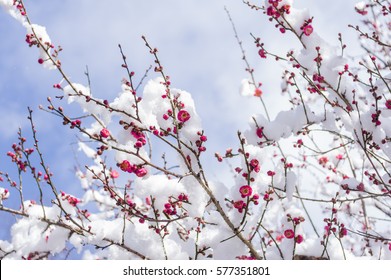 2,938 Plum blossoms snow Images, Stock Photos & Vectors | Shutterstock