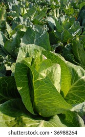 Pointed Cabbage Stock Photo 36988264 | Shutterstock