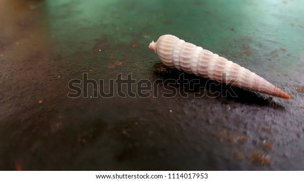 Pointy Sea Shell Side View Stock Photo 1114017953 | Shutterstock