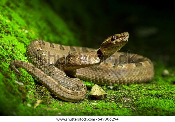 Serpiente envenenada, víbora malaya de pozo Foto de stock 649306294 ...